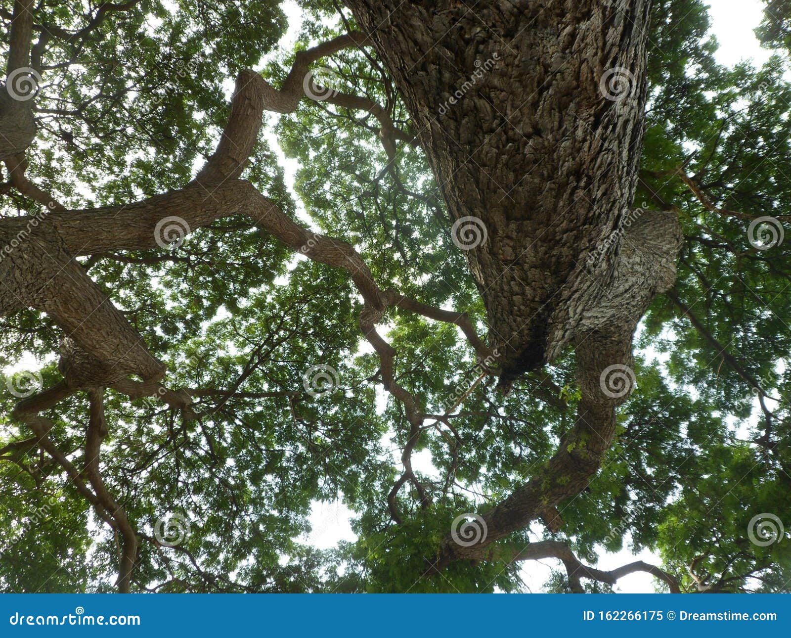 Century Tree In Varbovchets Stock Image | CartoonDealer.com #123468223