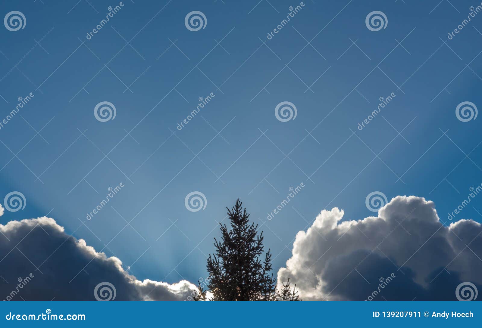 The Crown of the Conifer in the Middle of the Light Stock Image - Image ...