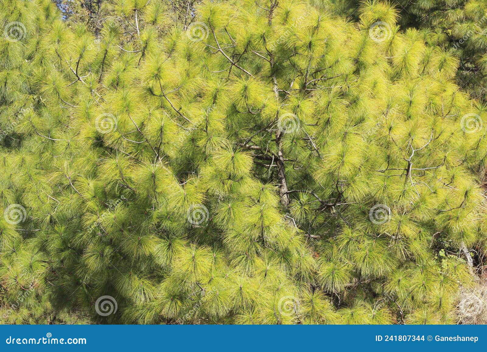 The Crown of a Coniferous Tree Stock Photo - Image of nepal, coniferous ...