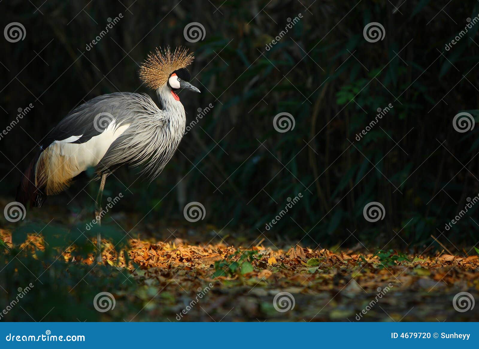 Crown crane stock photo. Image of portrait, elegant, colourful - 4679720
