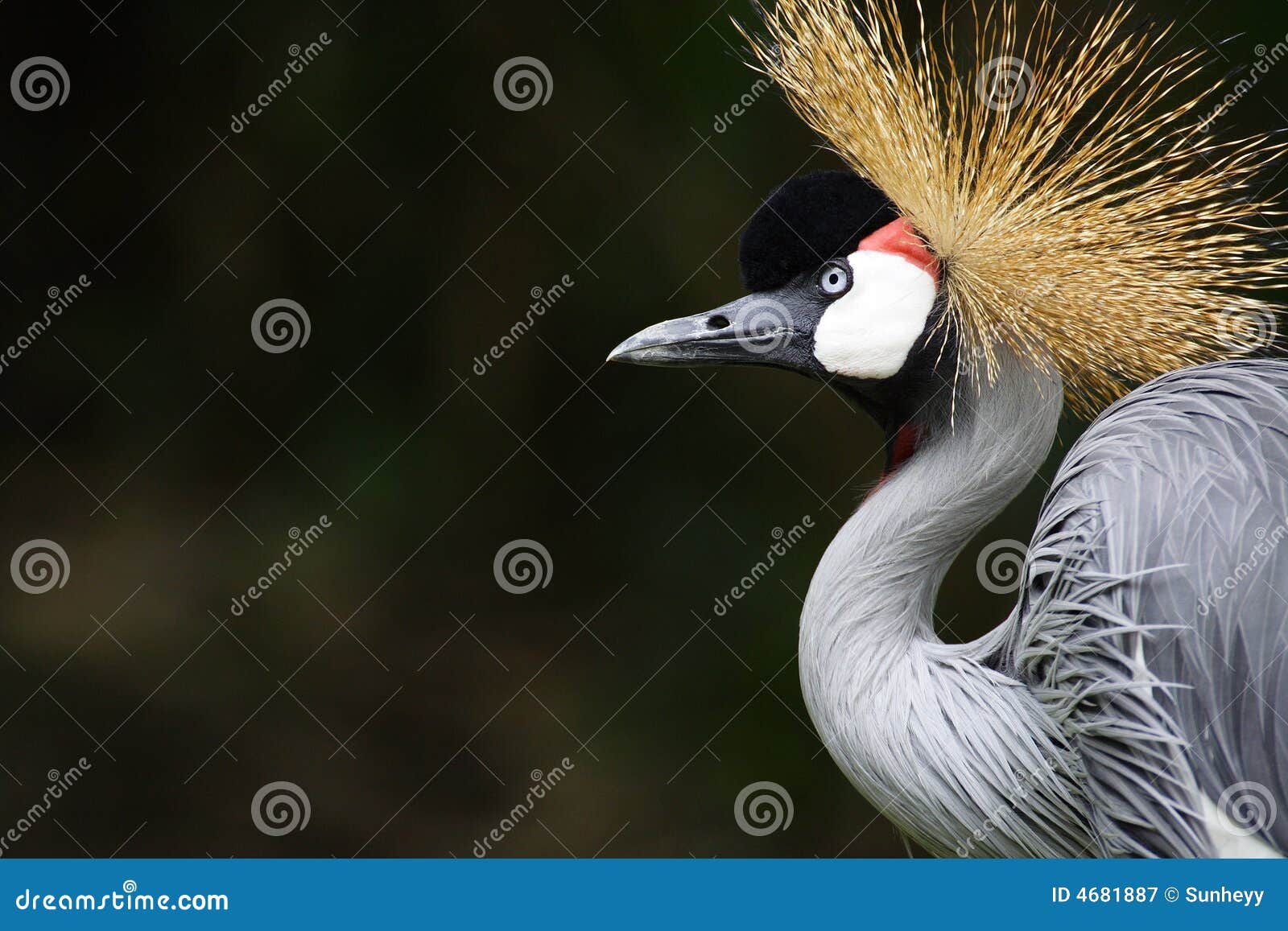 Crown crane stock image. Image of gray, showy, african - 4681887