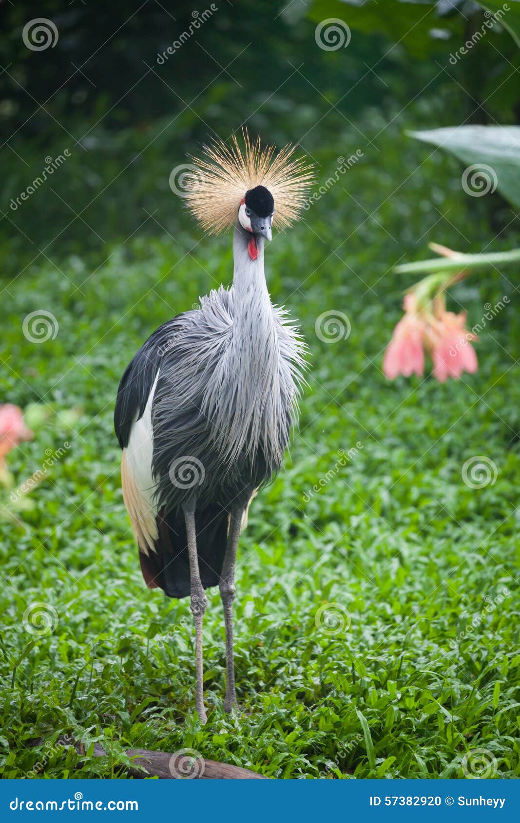 Crown crane stock photo. Image of beak, south, elegant - 57382920
