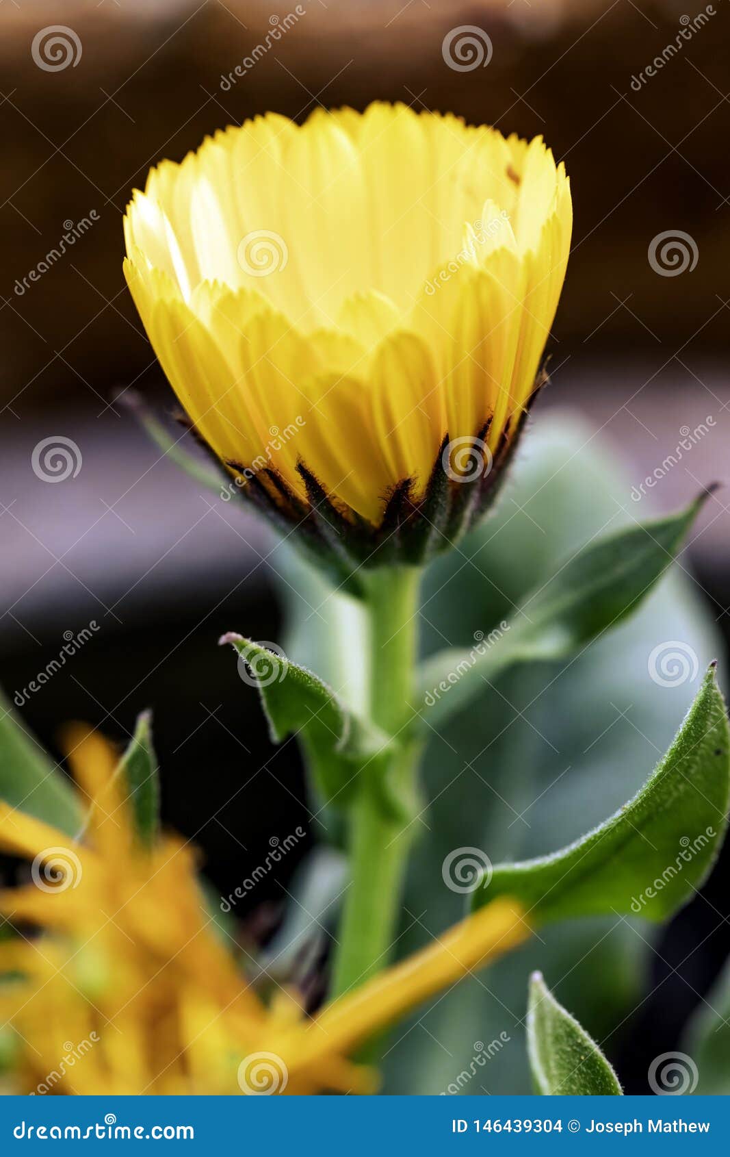 CROWN DAISY FLOWER BLOOMING on BLURY BACKGROUND Stock Photo - Image of ...