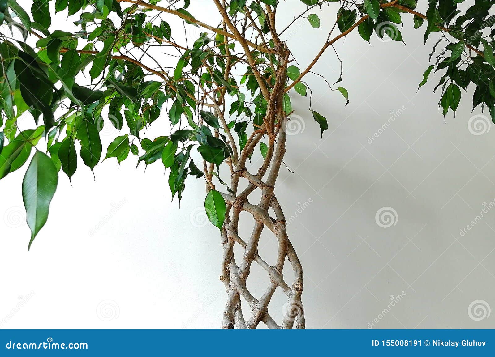 Crown of a Decorative Tree with a Woven Multiple Trunk Stock Image ...