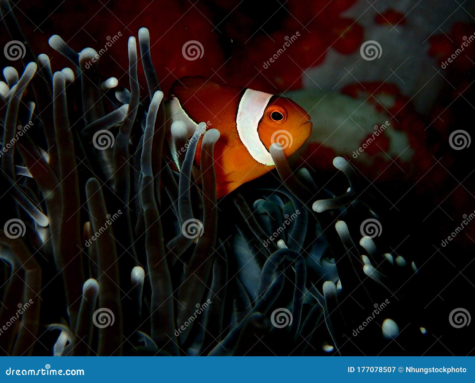 Crown Fish Hiding in Anemone Stock Image - Image of black, nature ...