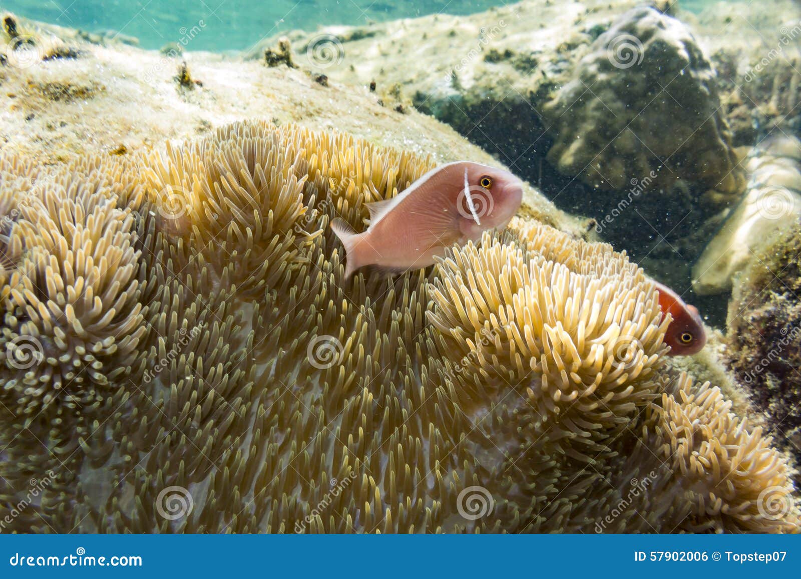 Crown-fish with Sea Anemone Stock Photo - Image of crownfish, animal ...