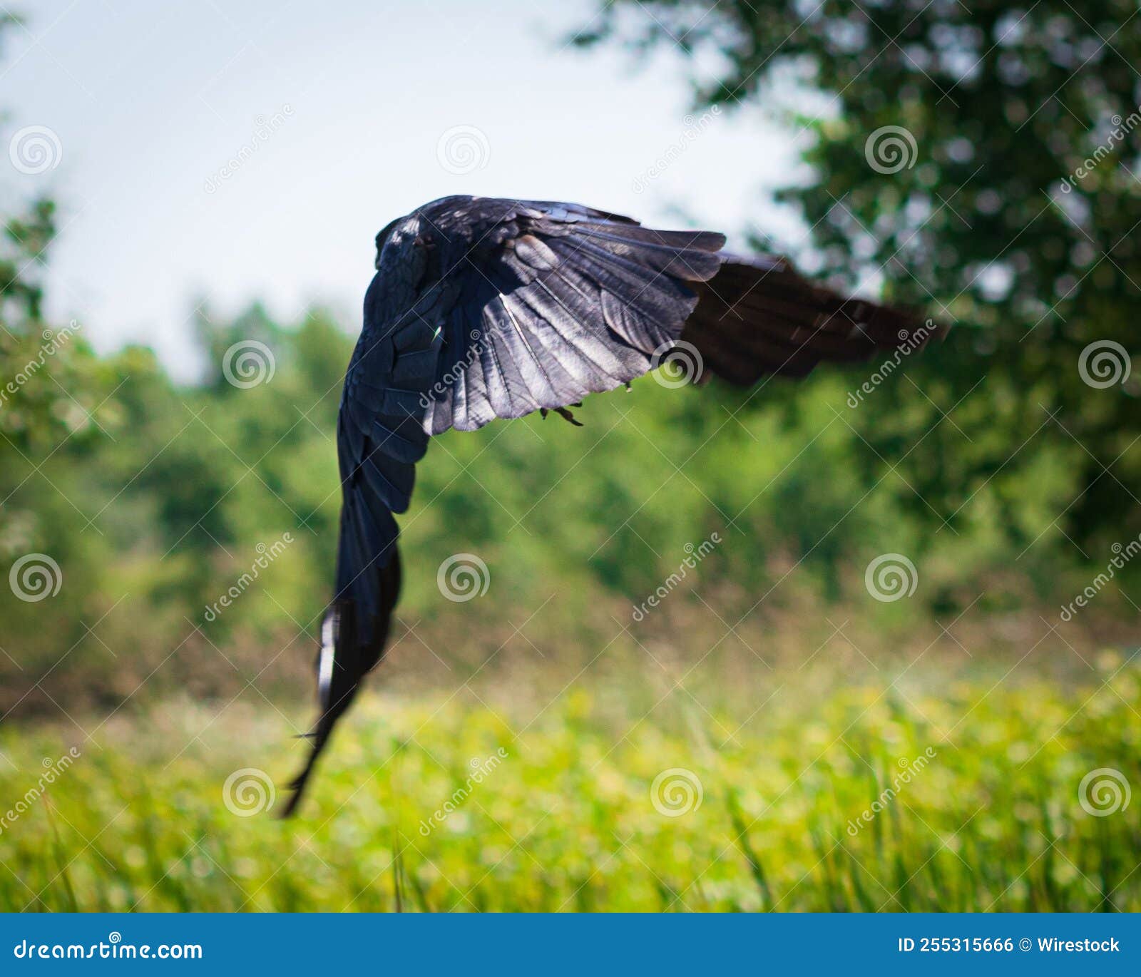 Crown in Flight during Daytime Stock Photo - Image of outdoor ...