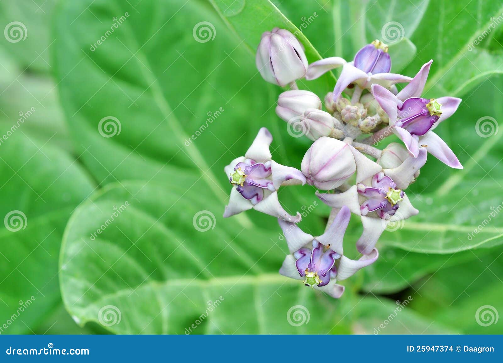 Crown Flower stock photo. Image of green, agriculture - 25947374