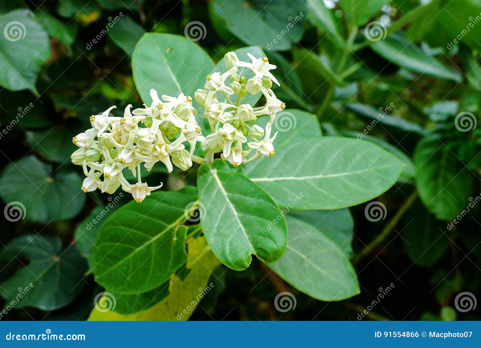 Crown Flower Blooming on the Tree Calotropis Gigantea Stock Photo ...