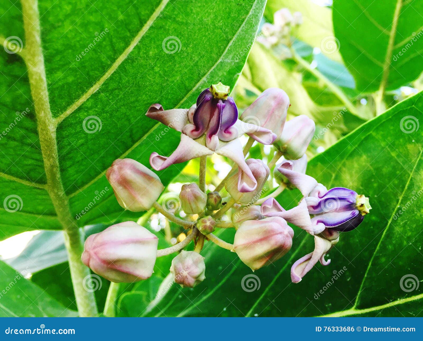 Crown flower stock photo. Image of crown, purple, bloom - 76333686