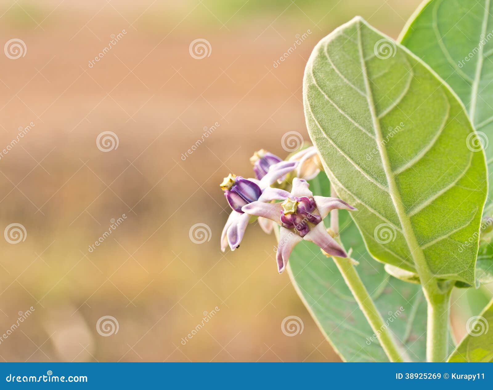 Crown flower on tree stock image. Image of plant, flower - 38925269