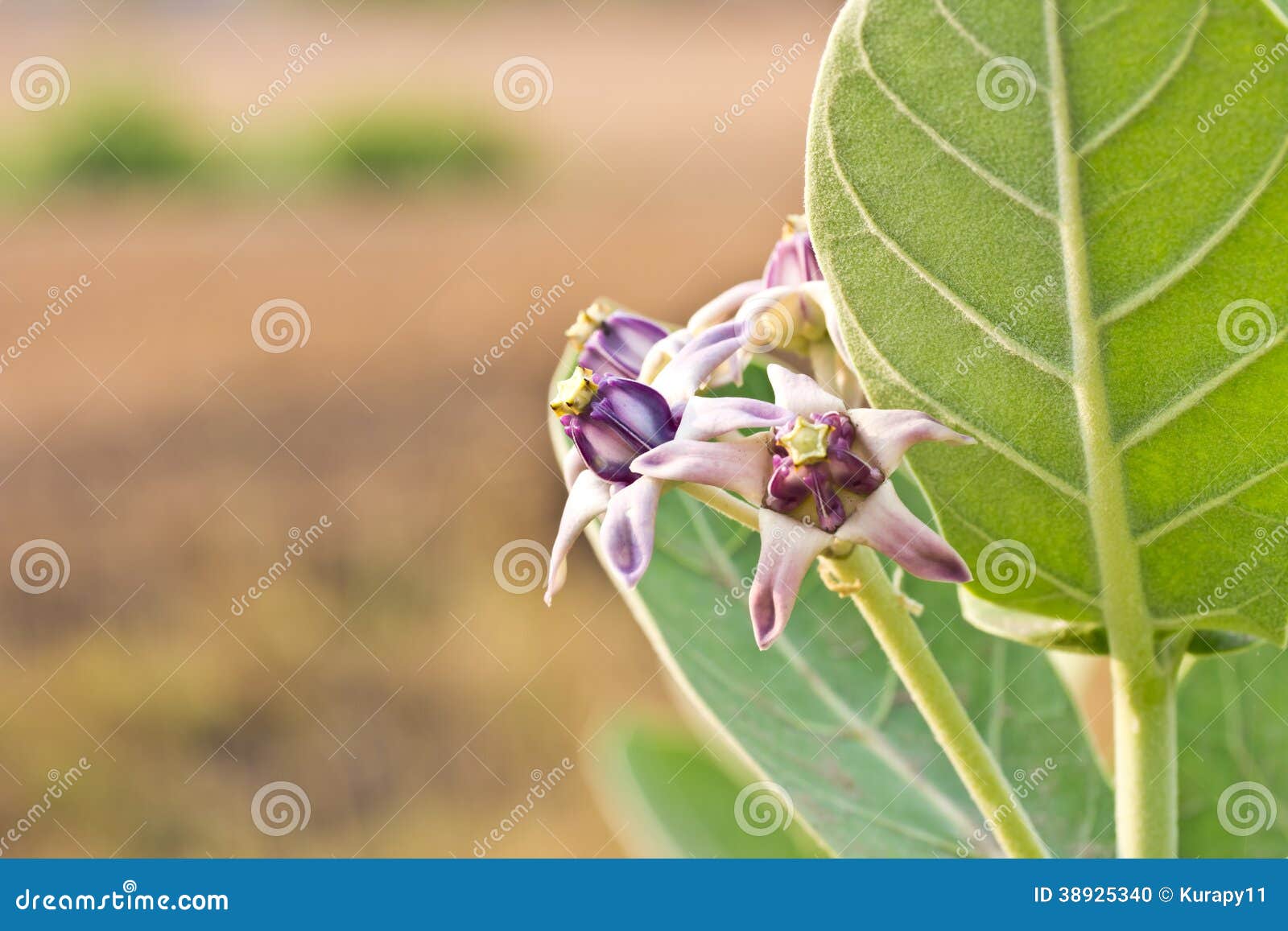 Crown flower on tree stock photo. Image of leaves, blooms - 38925340