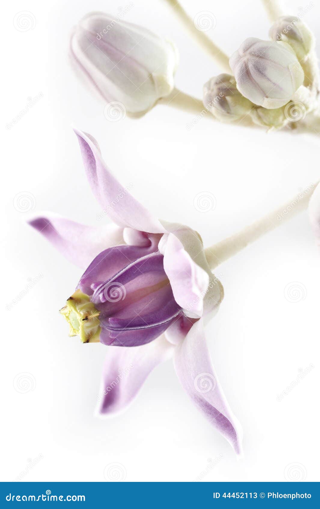 Crown flower on white stock image. Image of flower, nature - 44452113