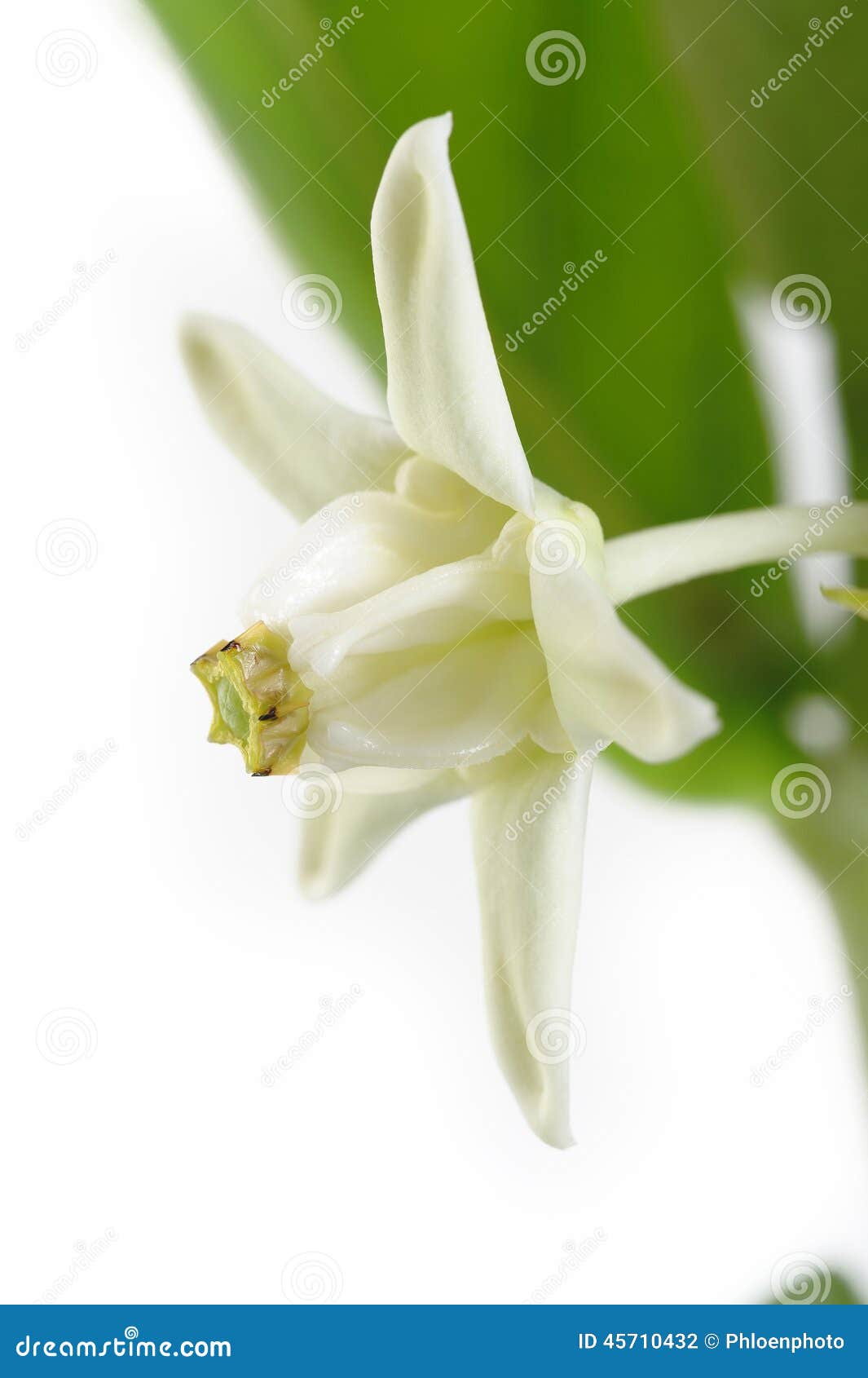 Crown flower stock photo. Image of blooming, beauty, thailand - 45710432