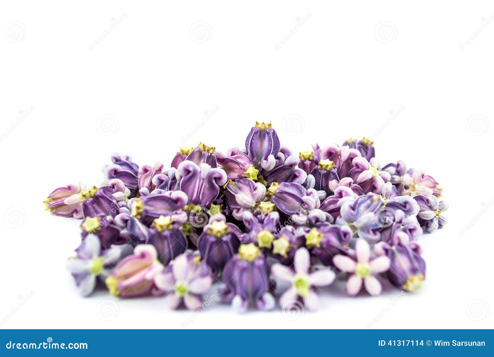 Crown Flower on White Background Stock Photo - Image of beauty, flower ...