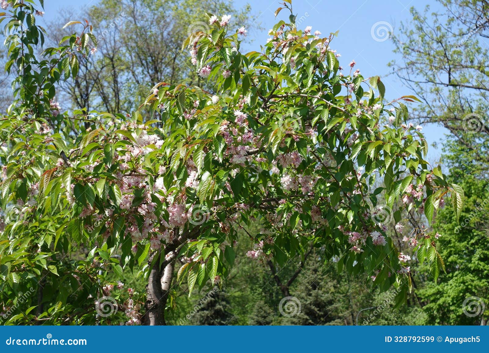 Crown of Flowering Kiku Shidare Sakura Tree in May Stock Image - Image ...