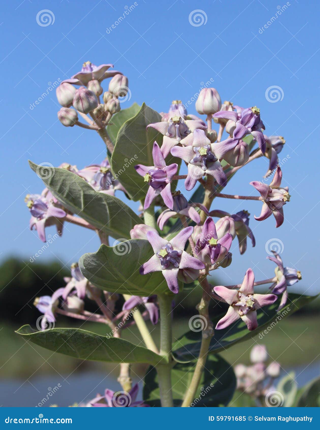 Crown flowers stock image. Image of biopharm, violet - 59791685