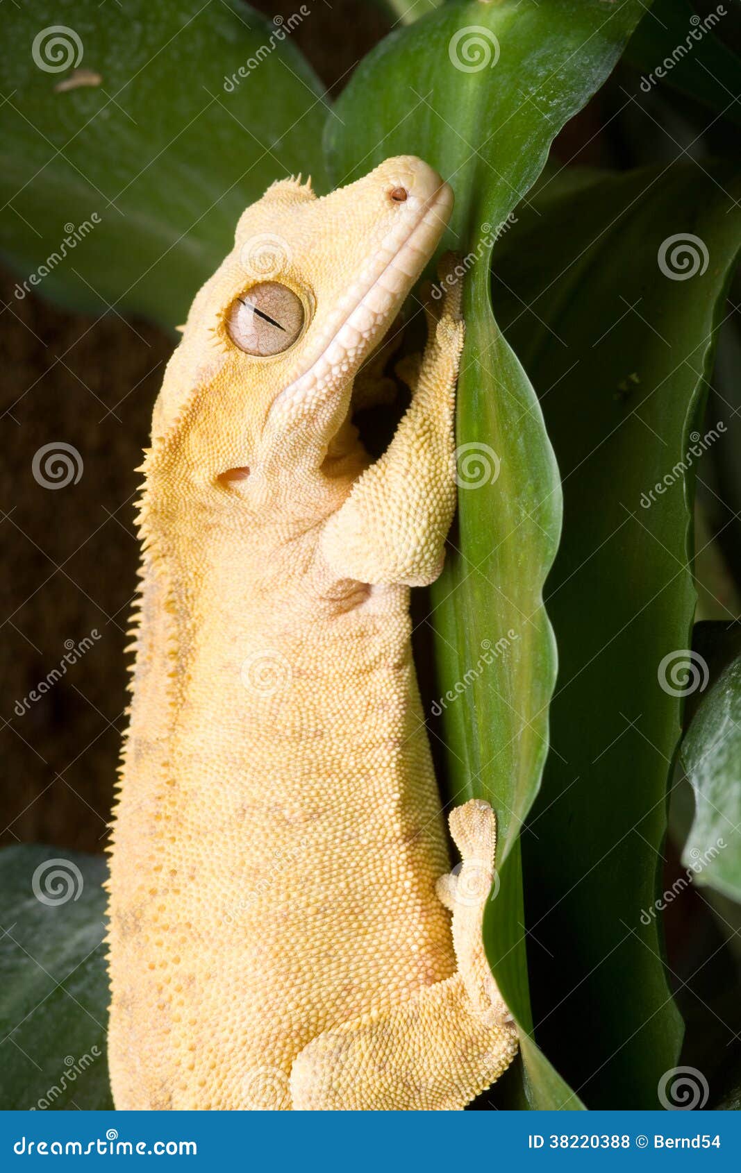 Crown Gecko On The Leaf Royalty-Free Stock Image | CartoonDealer.com ...