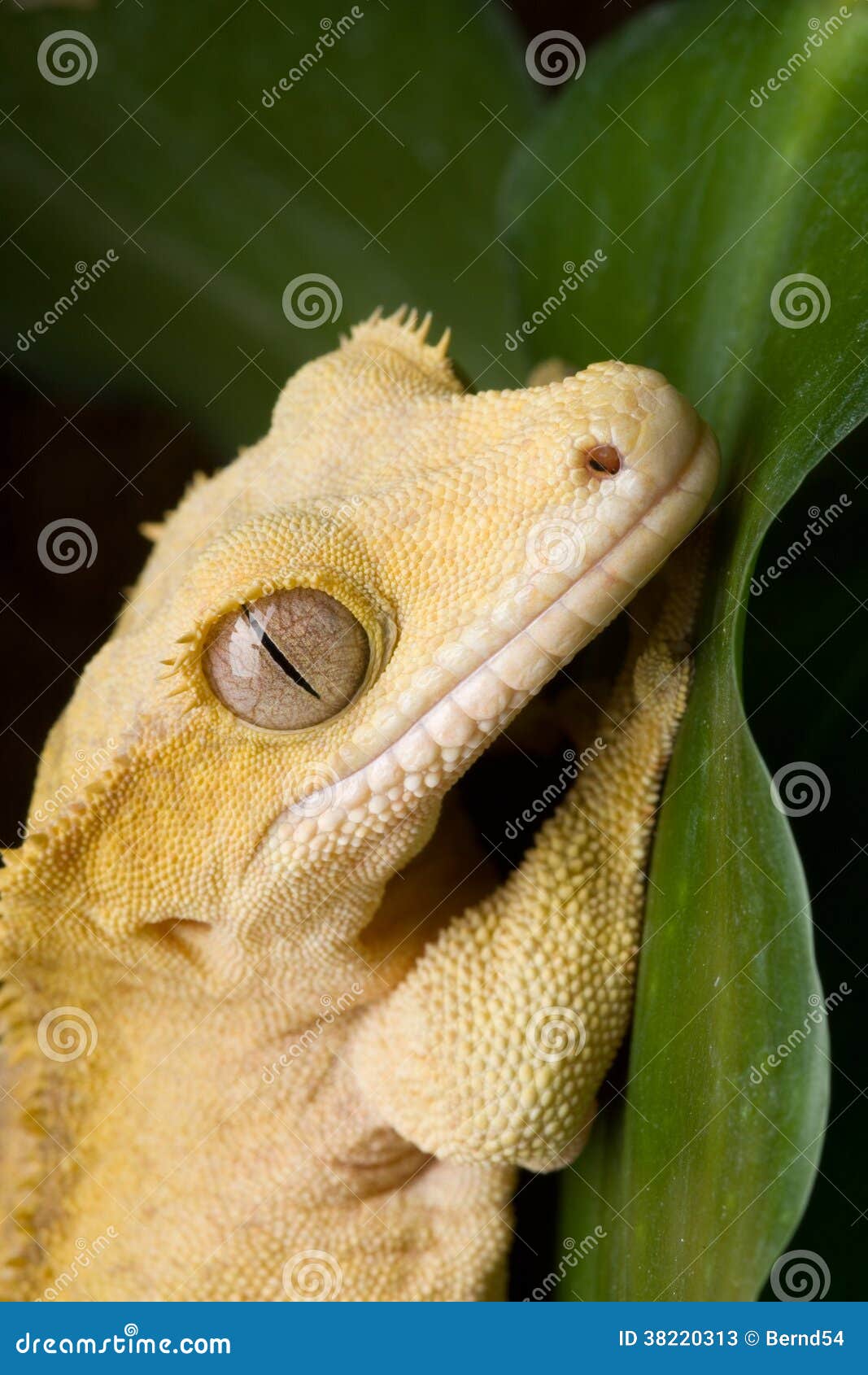 Crown Gecko On The Leaf Royalty-Free Stock Image | CartoonDealer.com ...