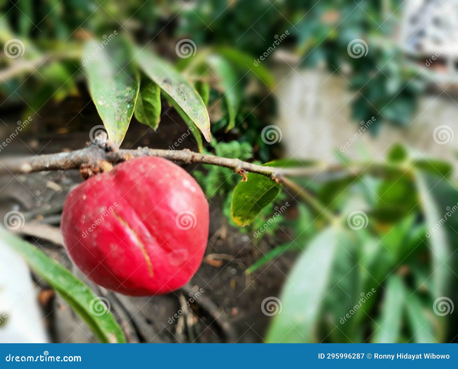 The "Crown of God" Fruit, or Phaleria Macrocarpa Stock Image - Image of ...