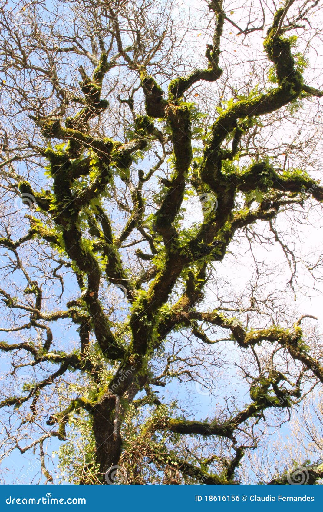 Crown of high tree stock photo. Image of ominous, bright - 18616156