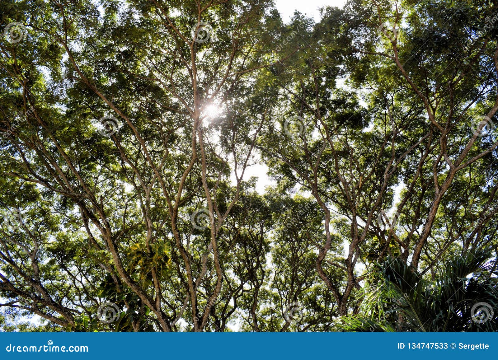 A Huge Tropical Tree. Philippines. Palawan Island. Royalty-Free Stock ...