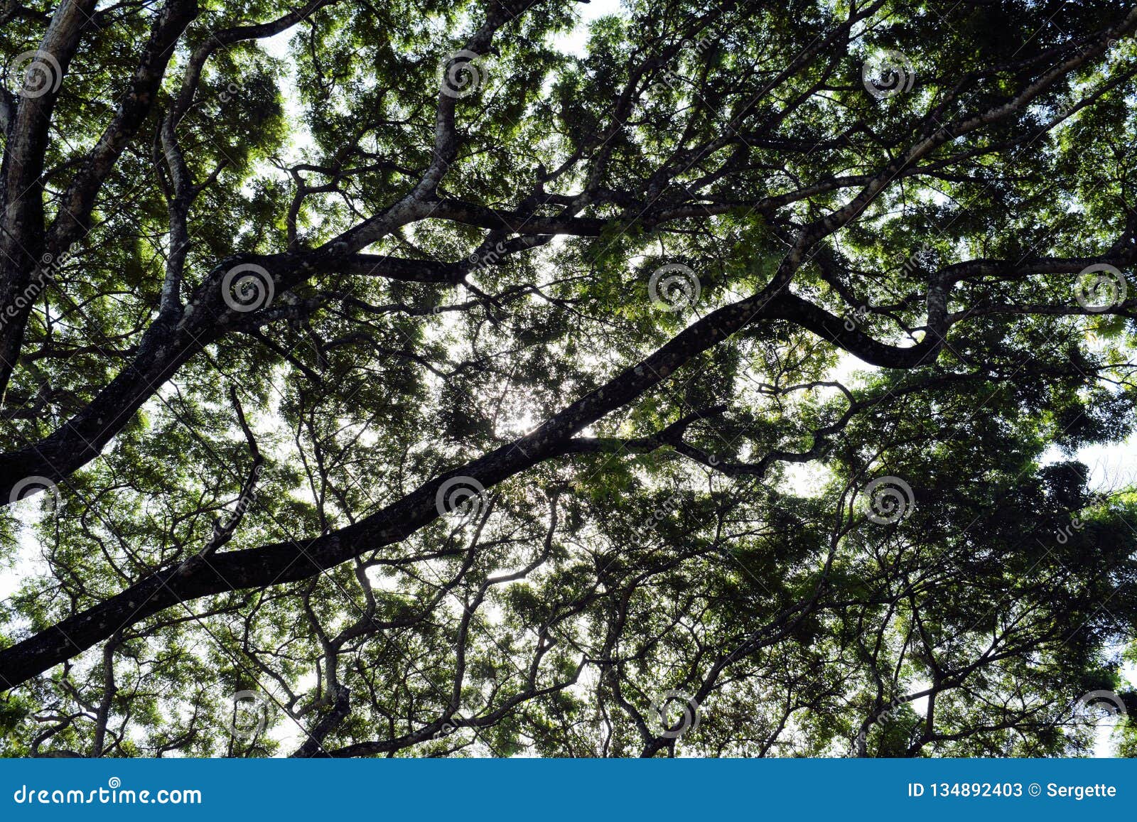The Crown of a Huge Tropical Tree. Stock Image - Image of birches ...