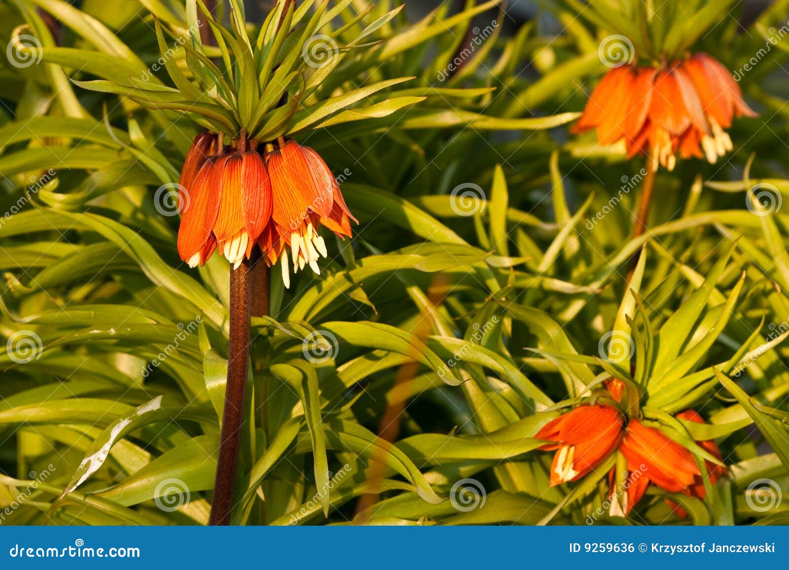 Crown Imperial flowers stock photo. Image of floral, fritillaria - 9259636