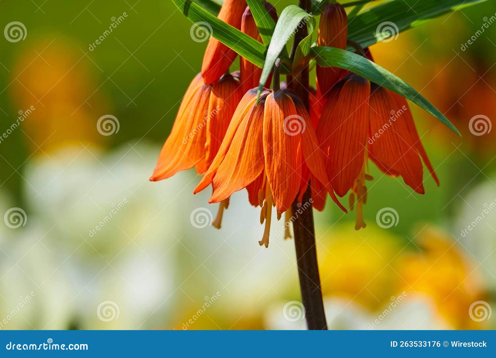 Crown Imperial Flowers Growing in a Garden Stock Photo - Image of sunny ...