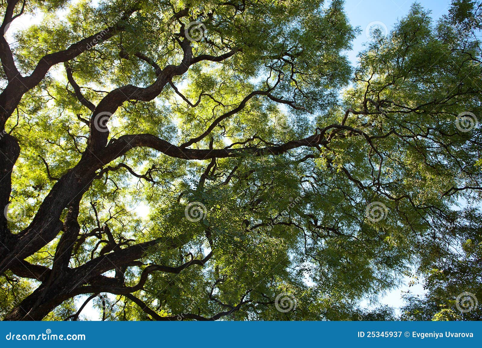 Crown of the Jakaranda Tree Stock Image - Image of city, bloom: 25345937