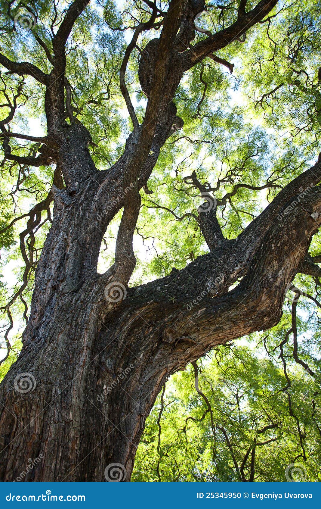 Crown of the Jakaranda Tree Stock Photo - Image of petal, blossoming ...