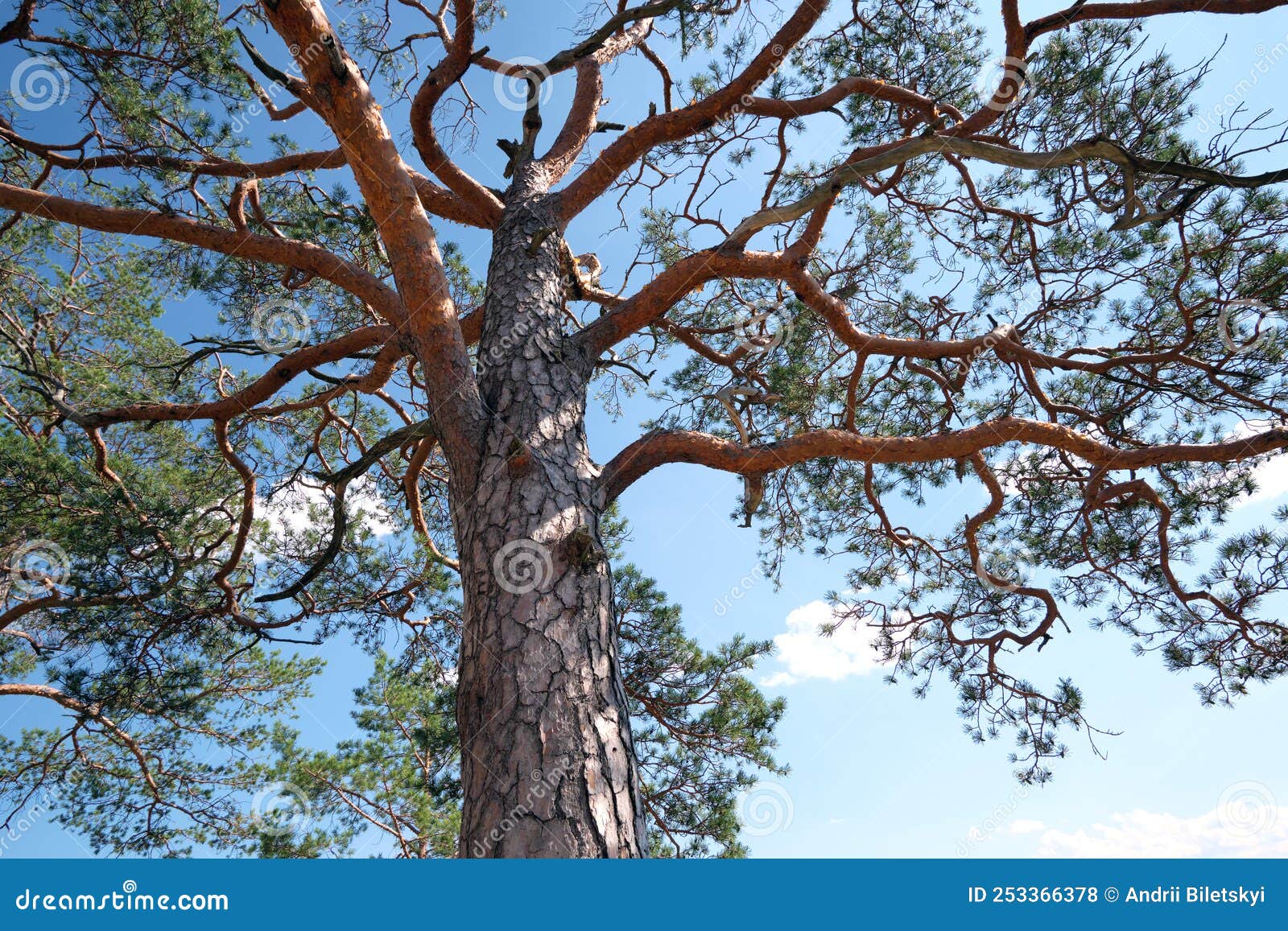 Crown of Large Old Evergreen Spruce Tree Against Blue Sky Stock Photo ...