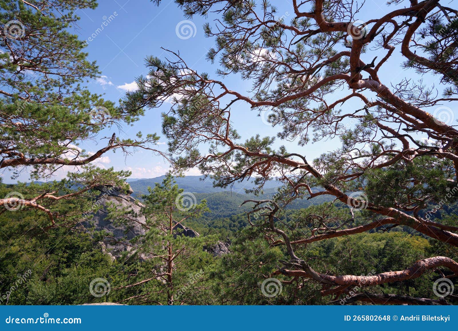 Crown of Large Old Evergreen Spruce Tree Against Blue Sky Stock Photo ...