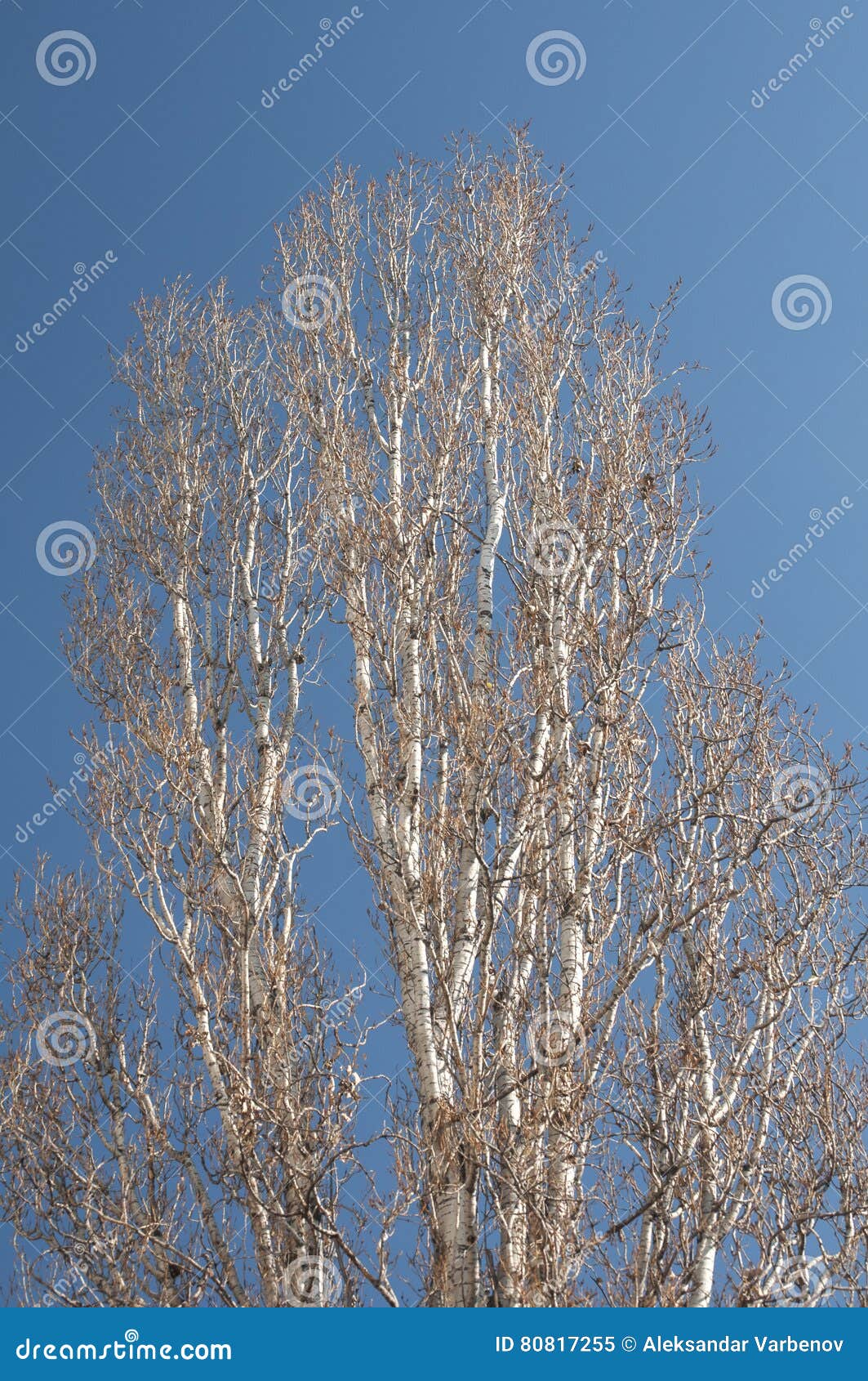 Crown of large poplar tree stock image. Image of wood - 80817255