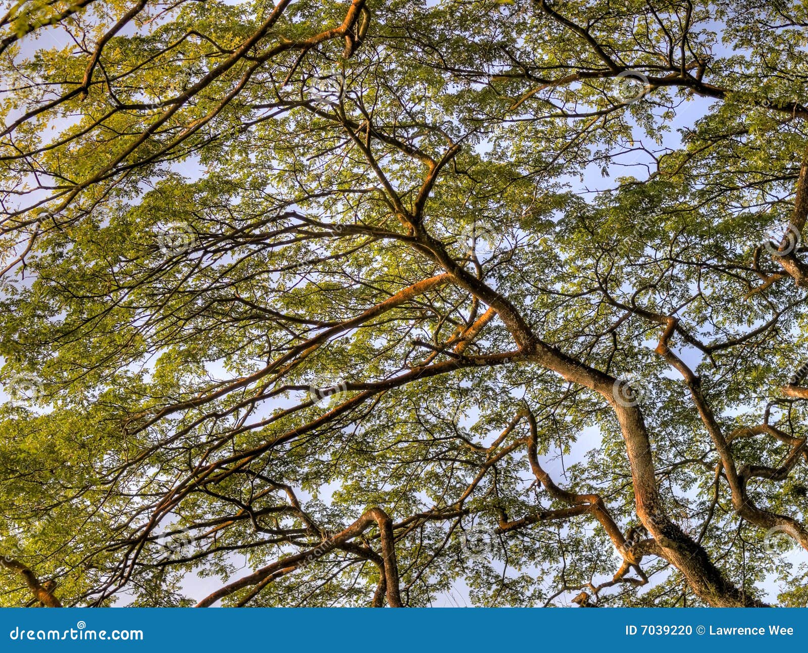 Crown of Large Tropical Tree Stock Photo - Image of bough, fractal: 7039220