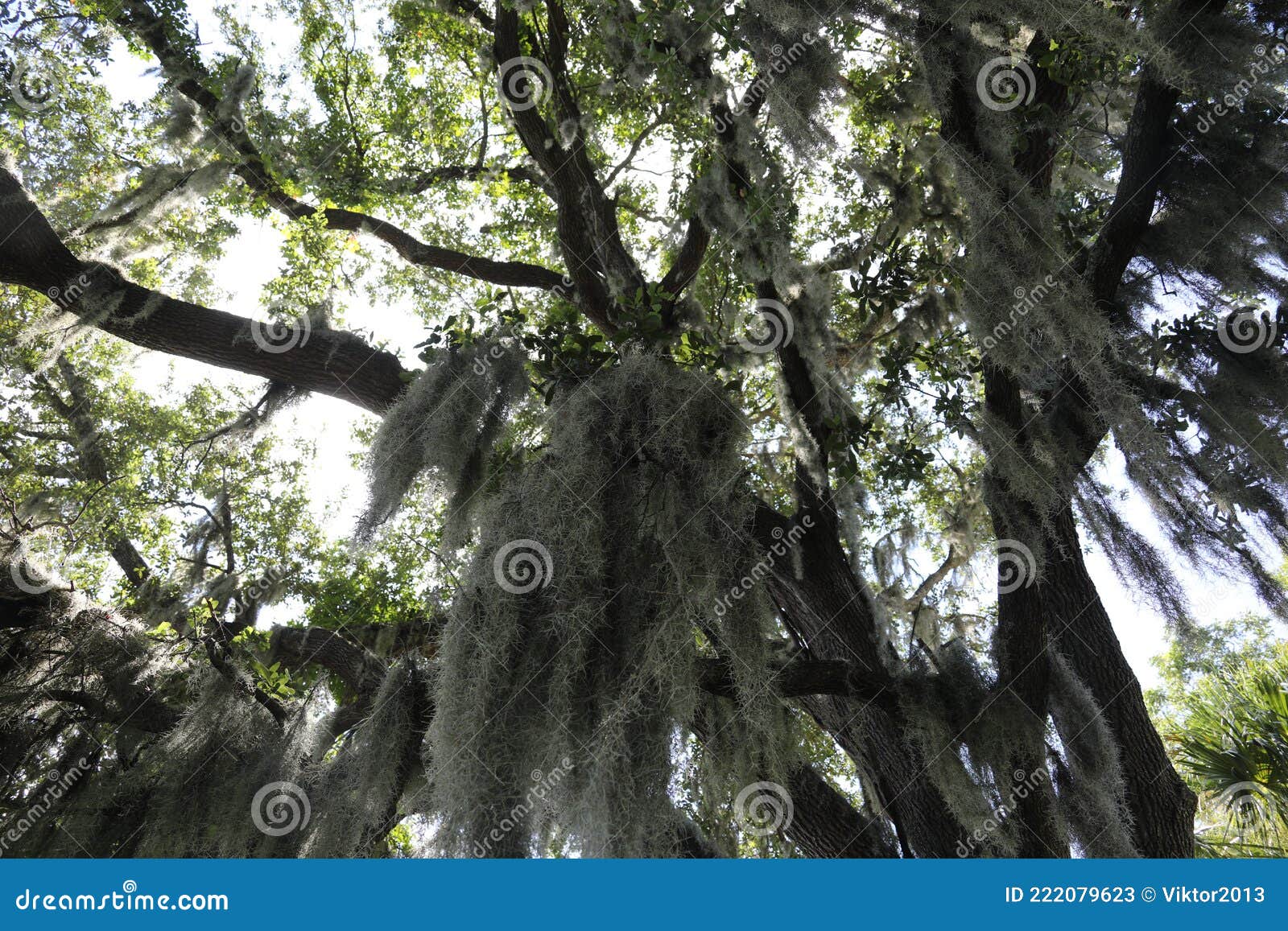 Spanish Moss Grows upon Large Trees Stock Image - Image of environment ...
