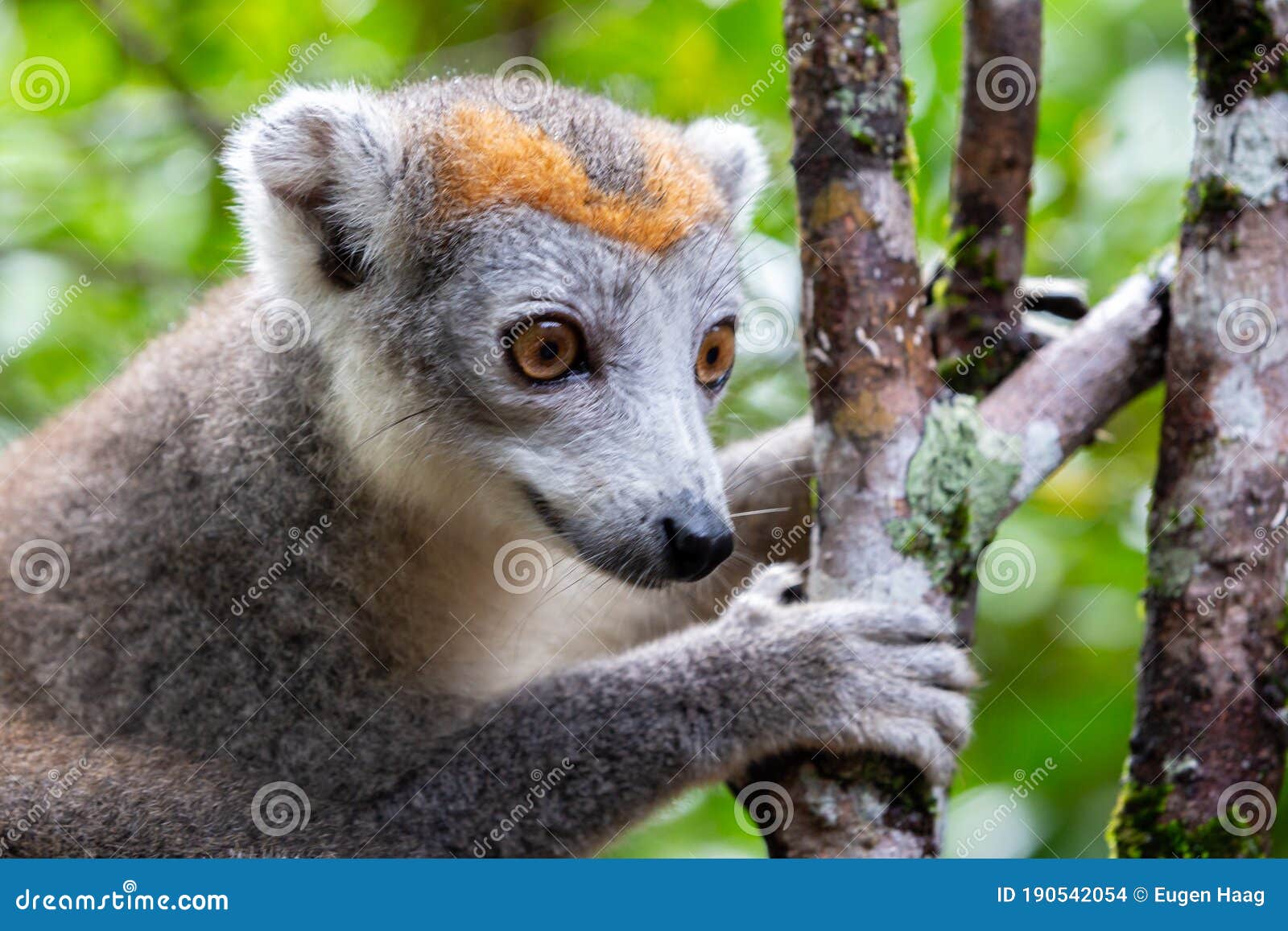 A Crown Lemur on a Tree in the Rainforest of Madagascar Stock Photo ...