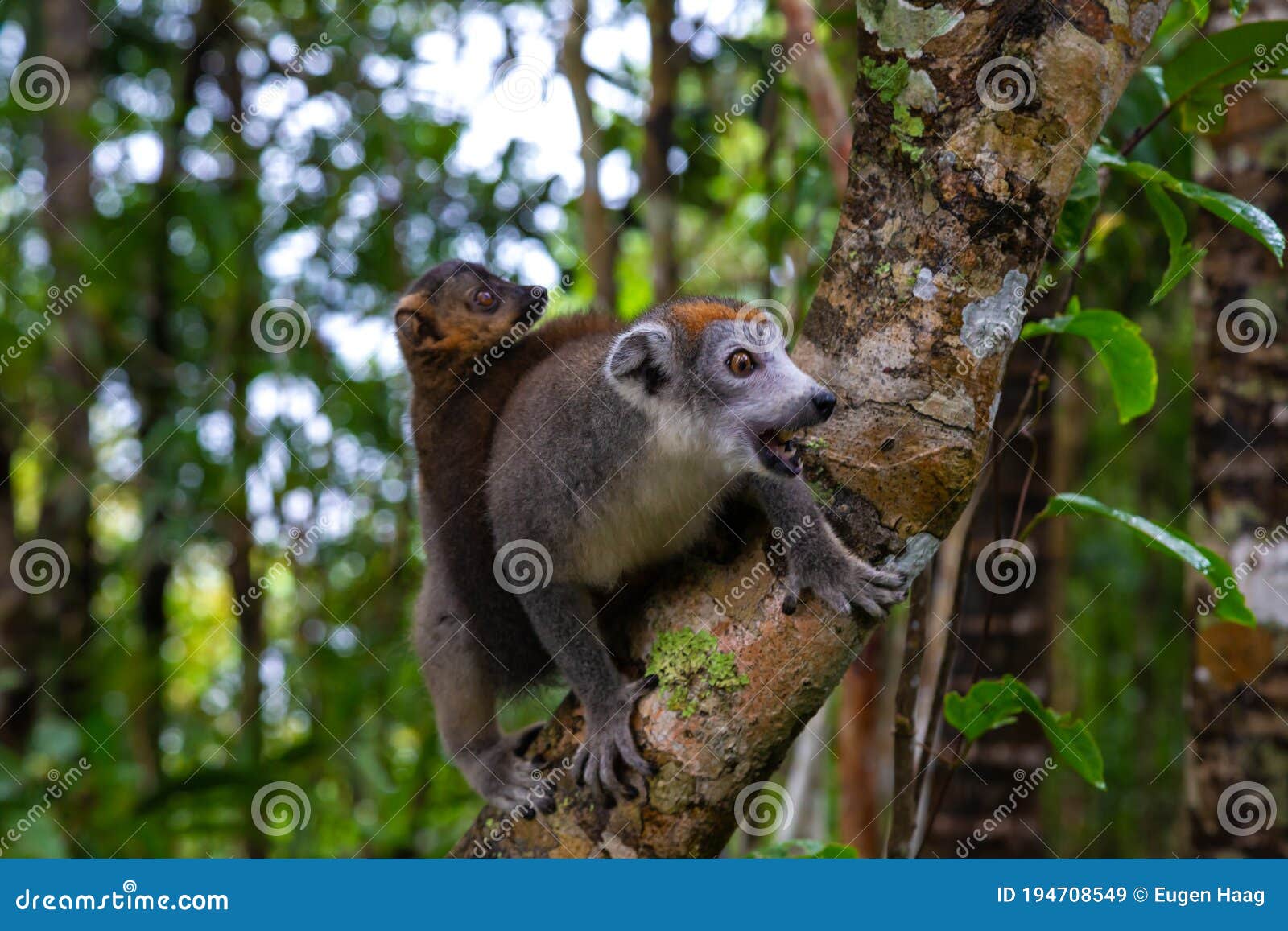A Crown Lemur on a Tree in the Rainforest of Madagascar Stock Image ...