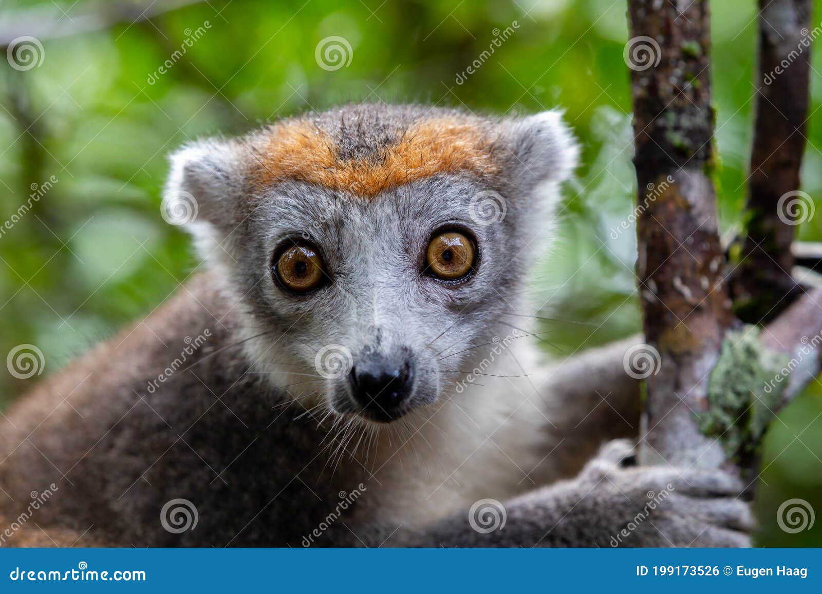 A Crown Lemur on a Tree in the Rainforest of Madagascar Stock Photo ...