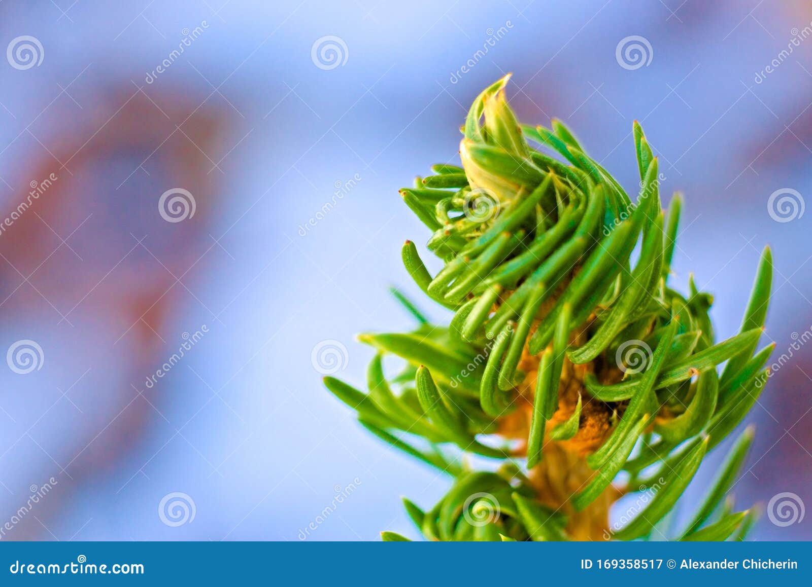 The Crown of the Little Fir. Tree Growth Point. Stock Image - Image of ...