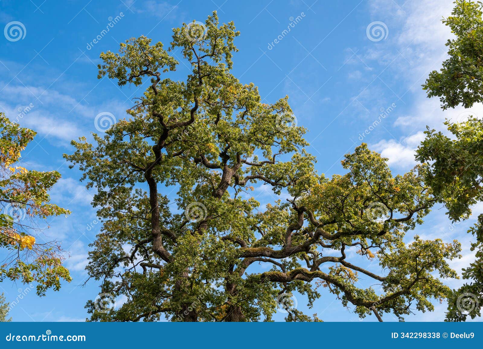 Crown of a Magnificent Old Oak Tree with Branches and Leaves Against ...