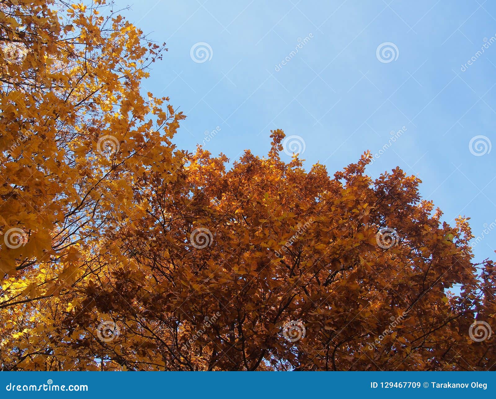 Crown Maple in Autumn. Golden Autumn Leaves on Tree Branches Stock ...