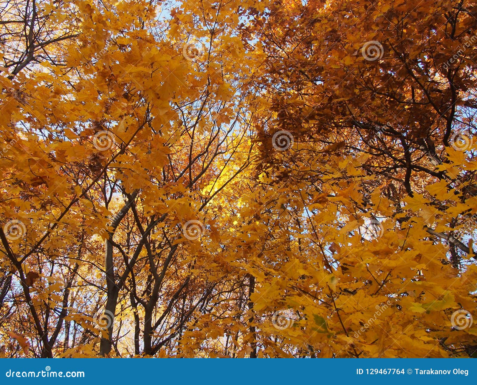 Crown Maple in Autumn. Golden Autumn Leaves on Tree Branches Stock ...