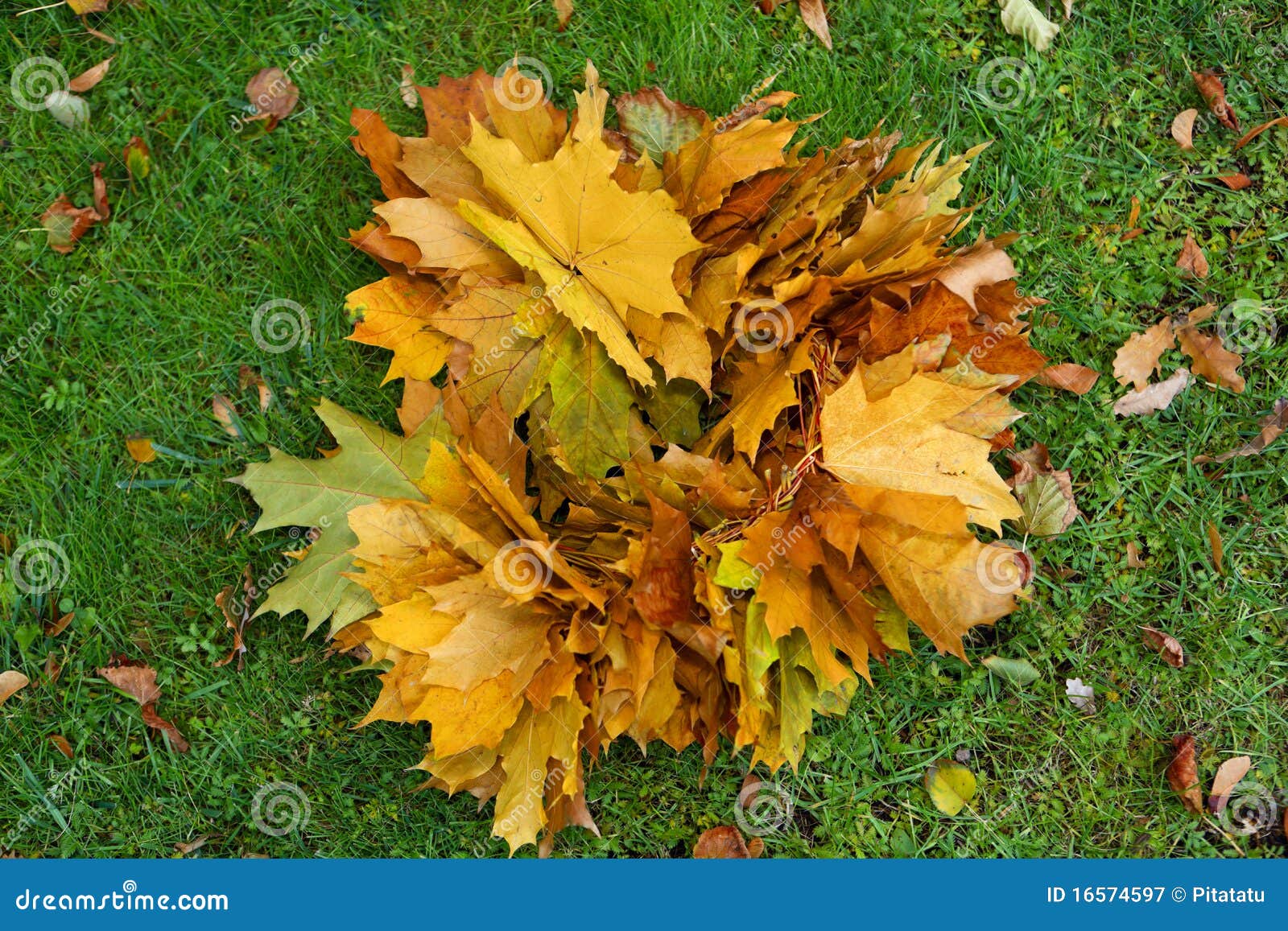 Crown of maple leaf stock image. Image of plant, maple - 16574597