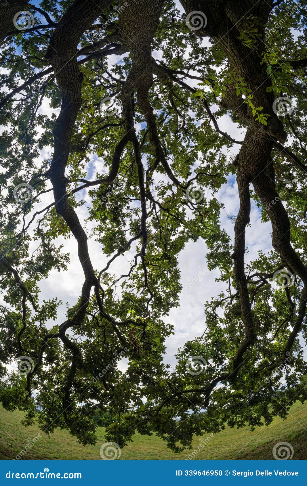 The crown of an oak tree stock photo. Image of climate - 339646950