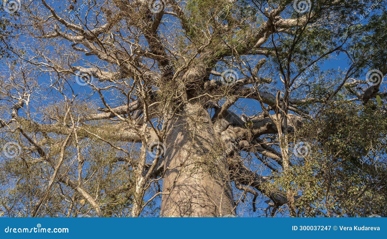 The Crown of an Old Baobab Tree Against the Blue Sky. Stock Image ...