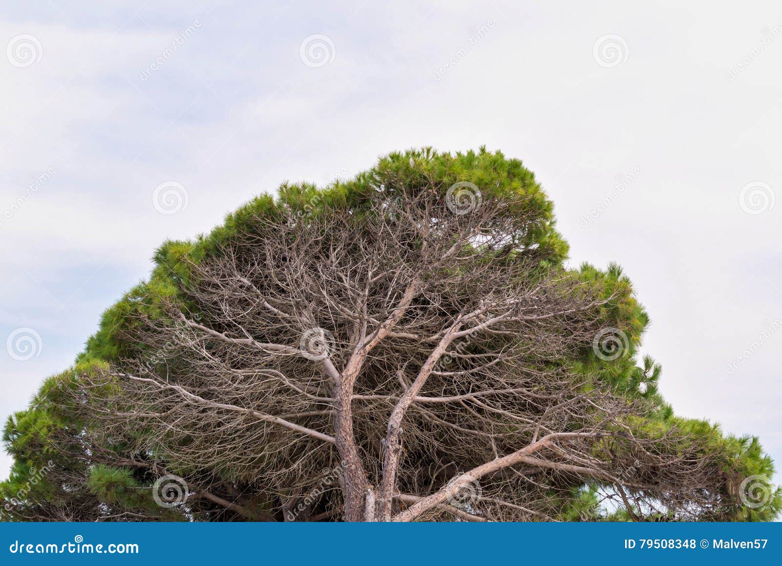 Crown of an Old Coniferous Tree Stock Photo - Image of branches ...