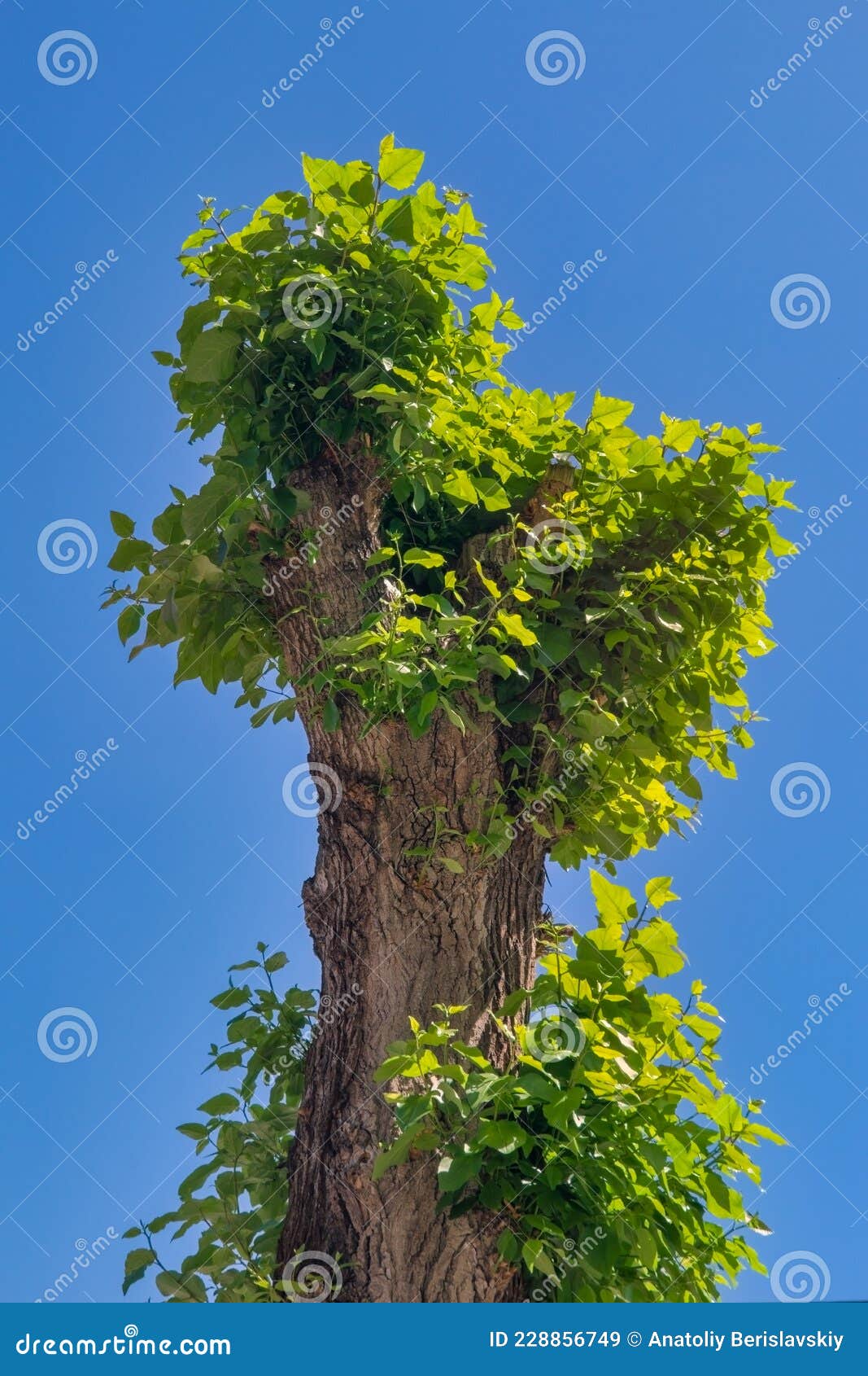 Crown of Old Poplar after Pruning. One Old Poplar Tree after Total ...