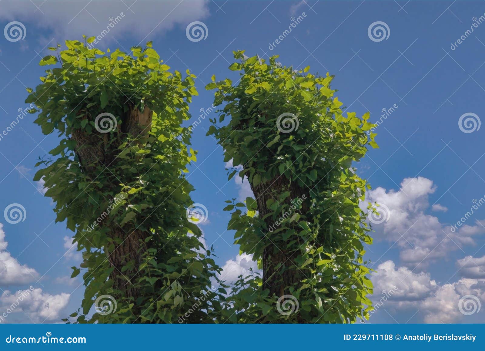 Crown of Old Poplar after Pruning. One Old Poplar Tree after Total ...