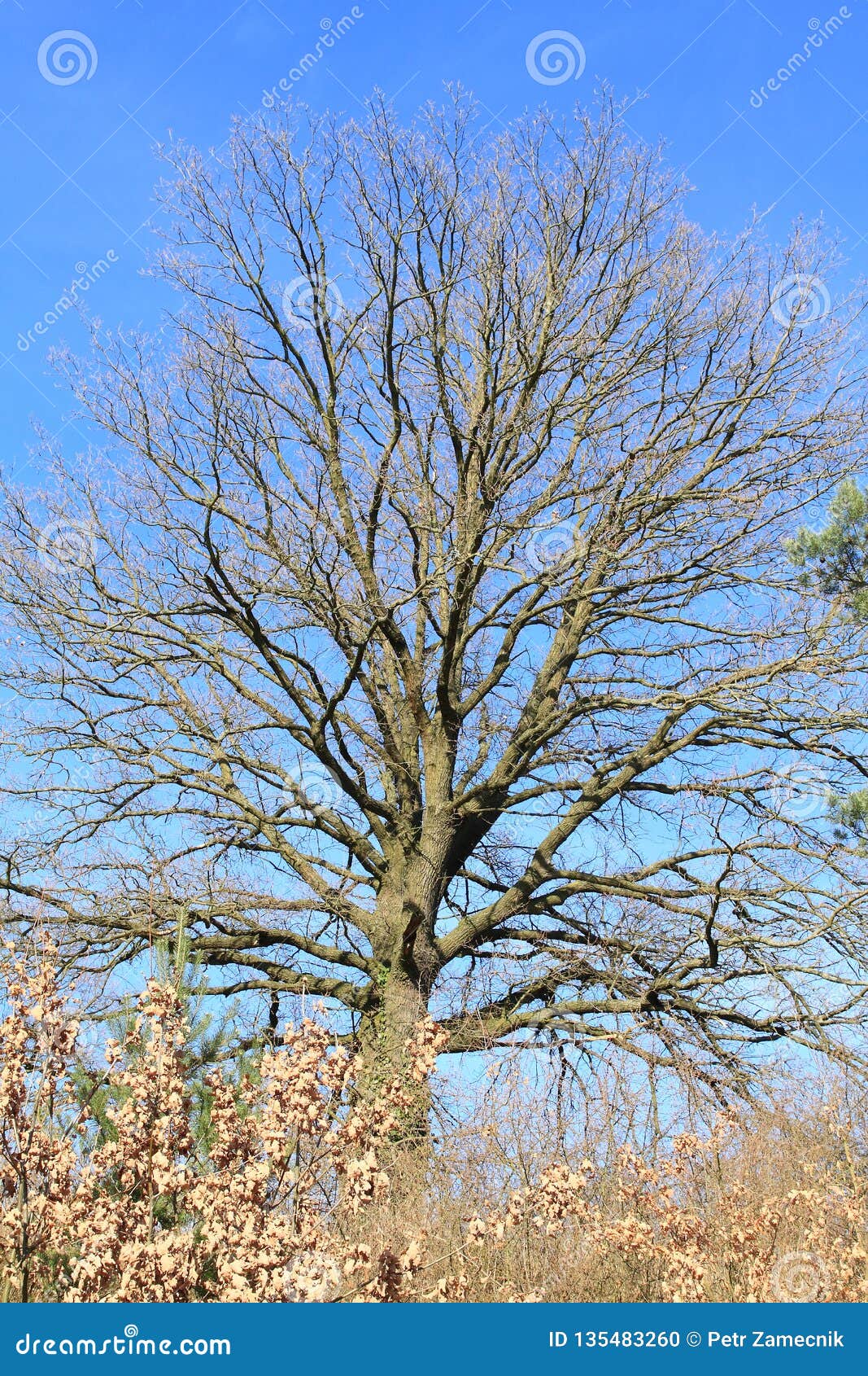 Crown of tree stock photo. Image of concept, leaves - 135483260